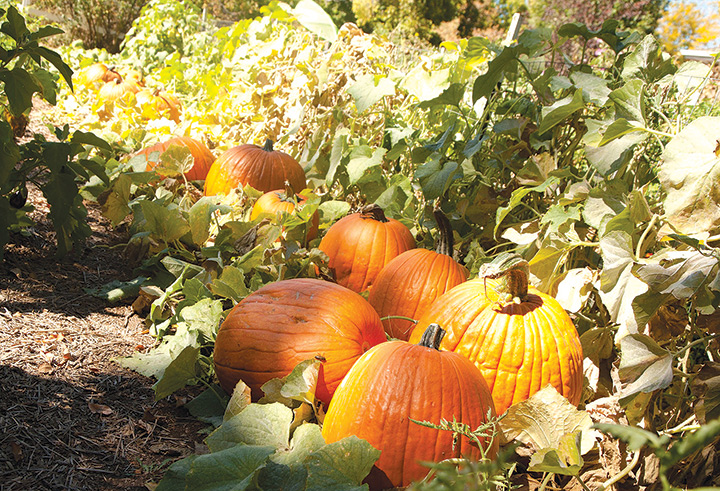 October Brings So Much Fun!
