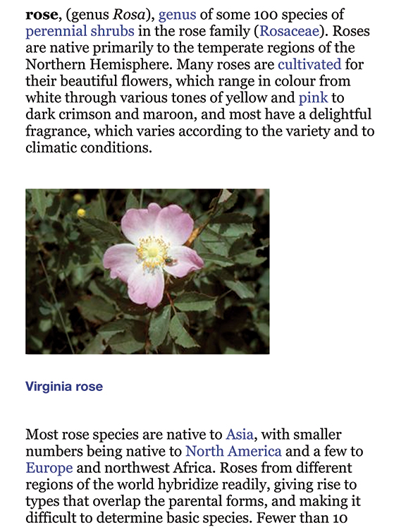 The Rose, the Flower of Love