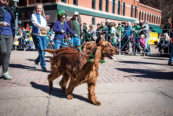 Irish Setters Recognized as AKC breed since 1878