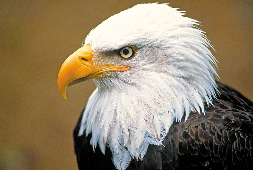 The American Eagle — Symbol and Treasure