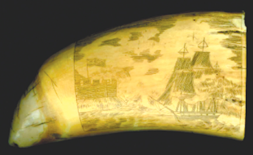 Collecting Scrimshaw
